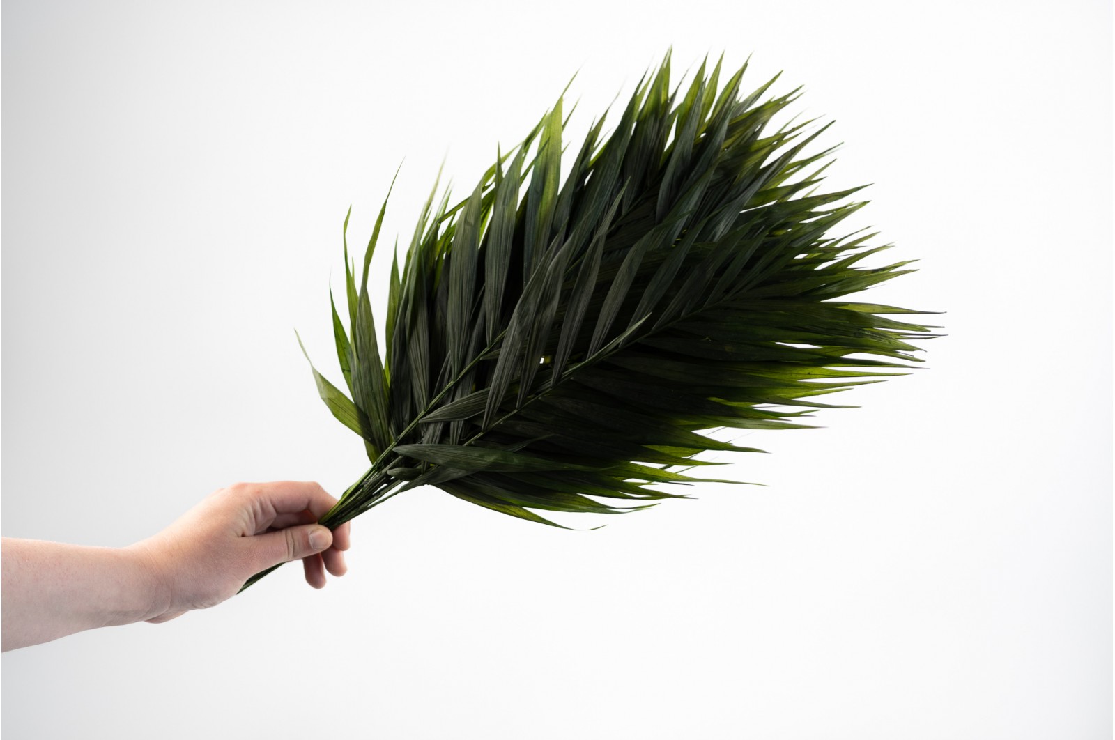 PHOCEALYS│Preserved chico leaves │Sale to pros│Wholesaler