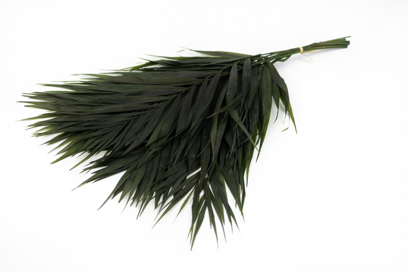 PHOCEALYS│Preserved chico leaves │Sale to pros│Wholesaler