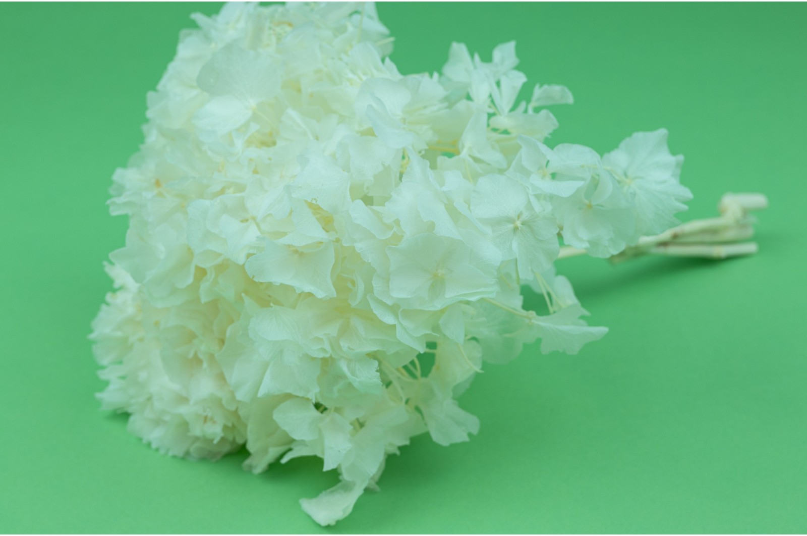PHOCEALYS │Preserved hydrangea│Sale to pros│Wholesaler of preserved plants