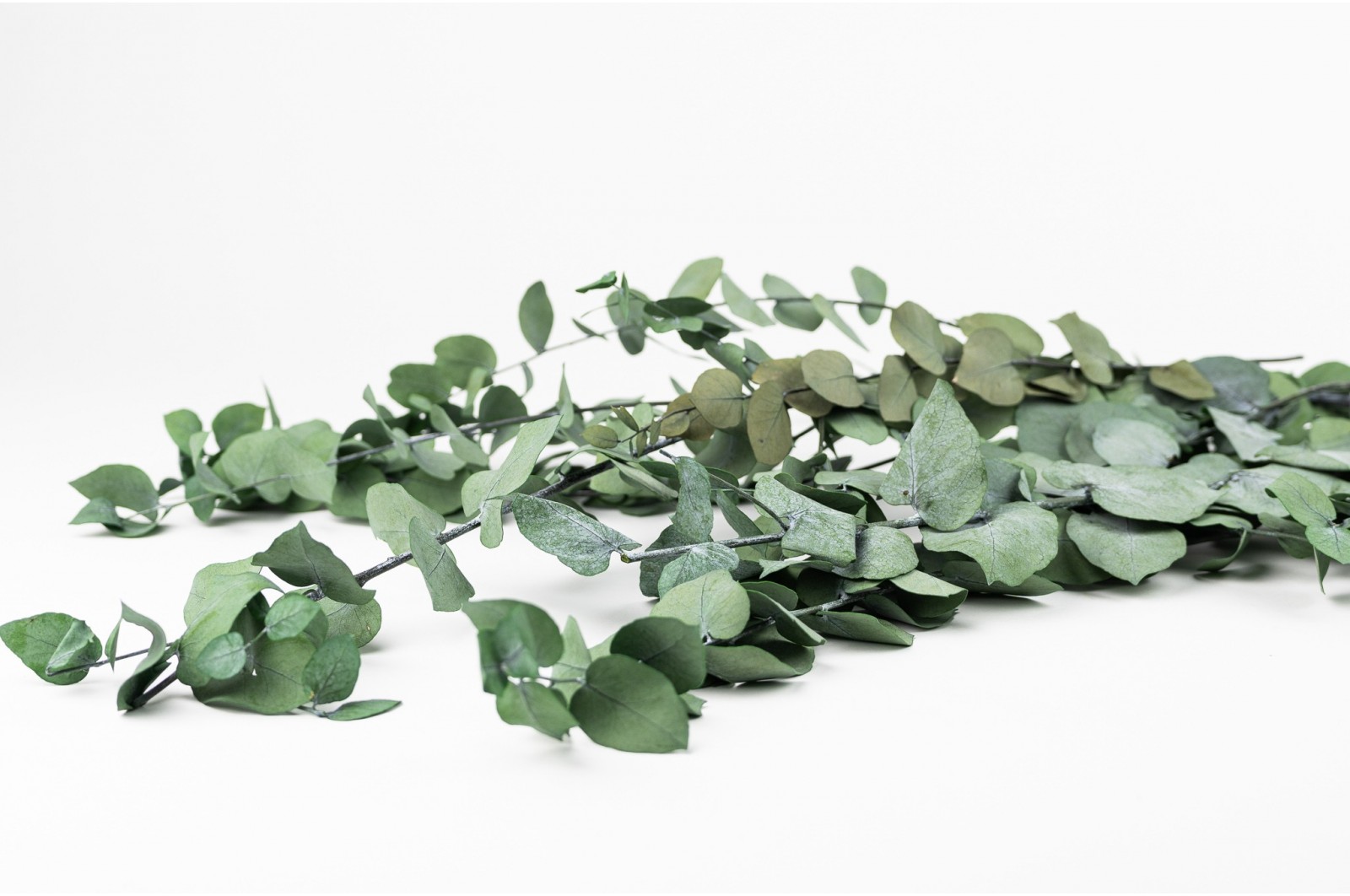 Preserved Eucalyptus stuartiana│Sale to pros│Wholesaler