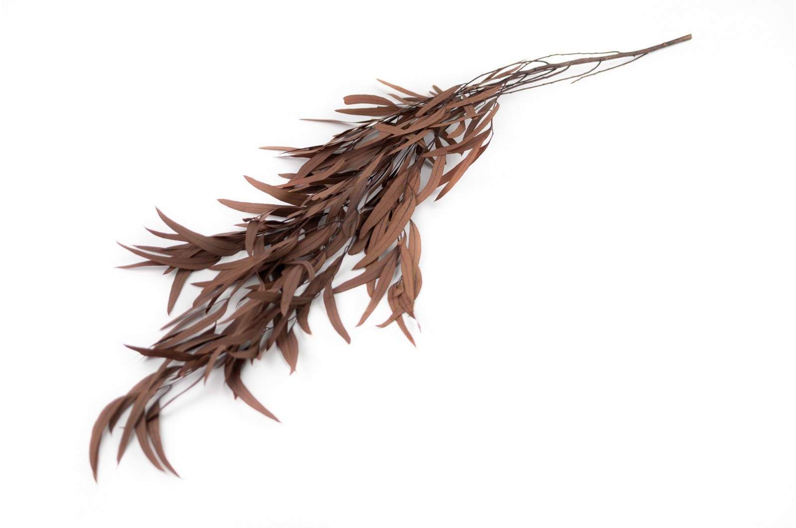 PHOCEALYS │Preserved Eucalyptus nicoly │Sale to pros│Wholesaler