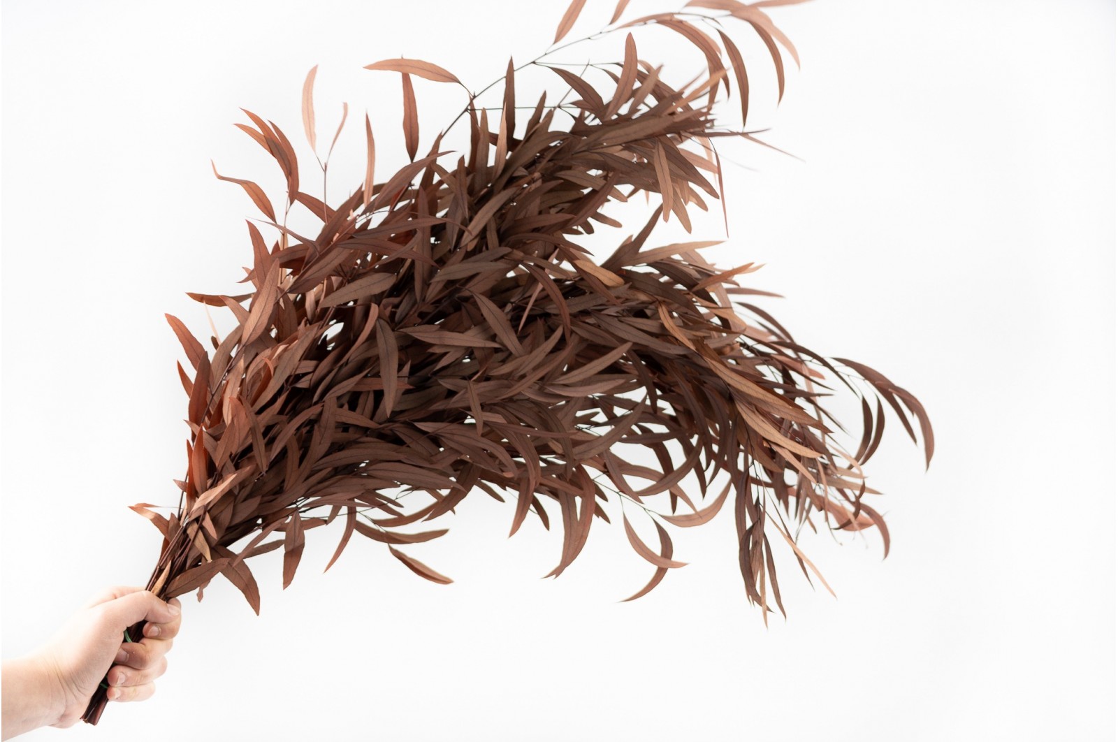 PHOCEALYS │Preserved Eucalyptus nicoly │Sale to pros│Wholesaler
