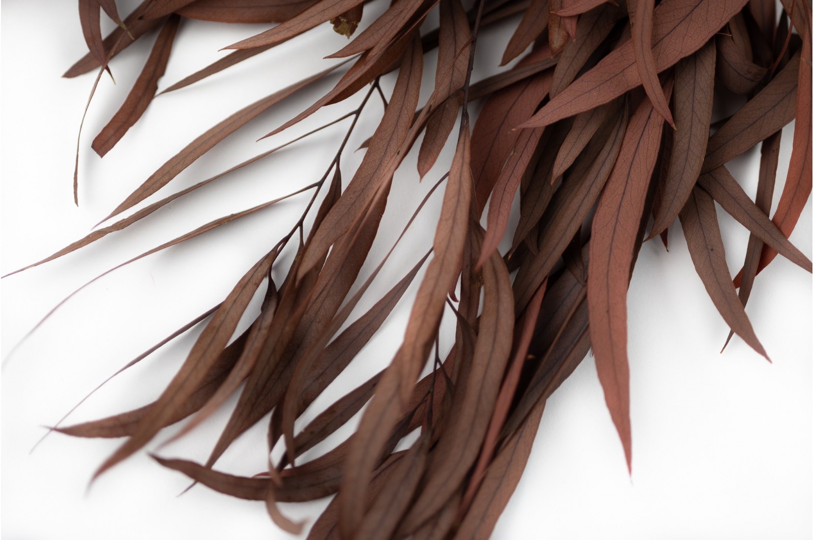 PHOCEALYS │Preserved Eucalyptus nicoly │Sale to pros│Wholesaler