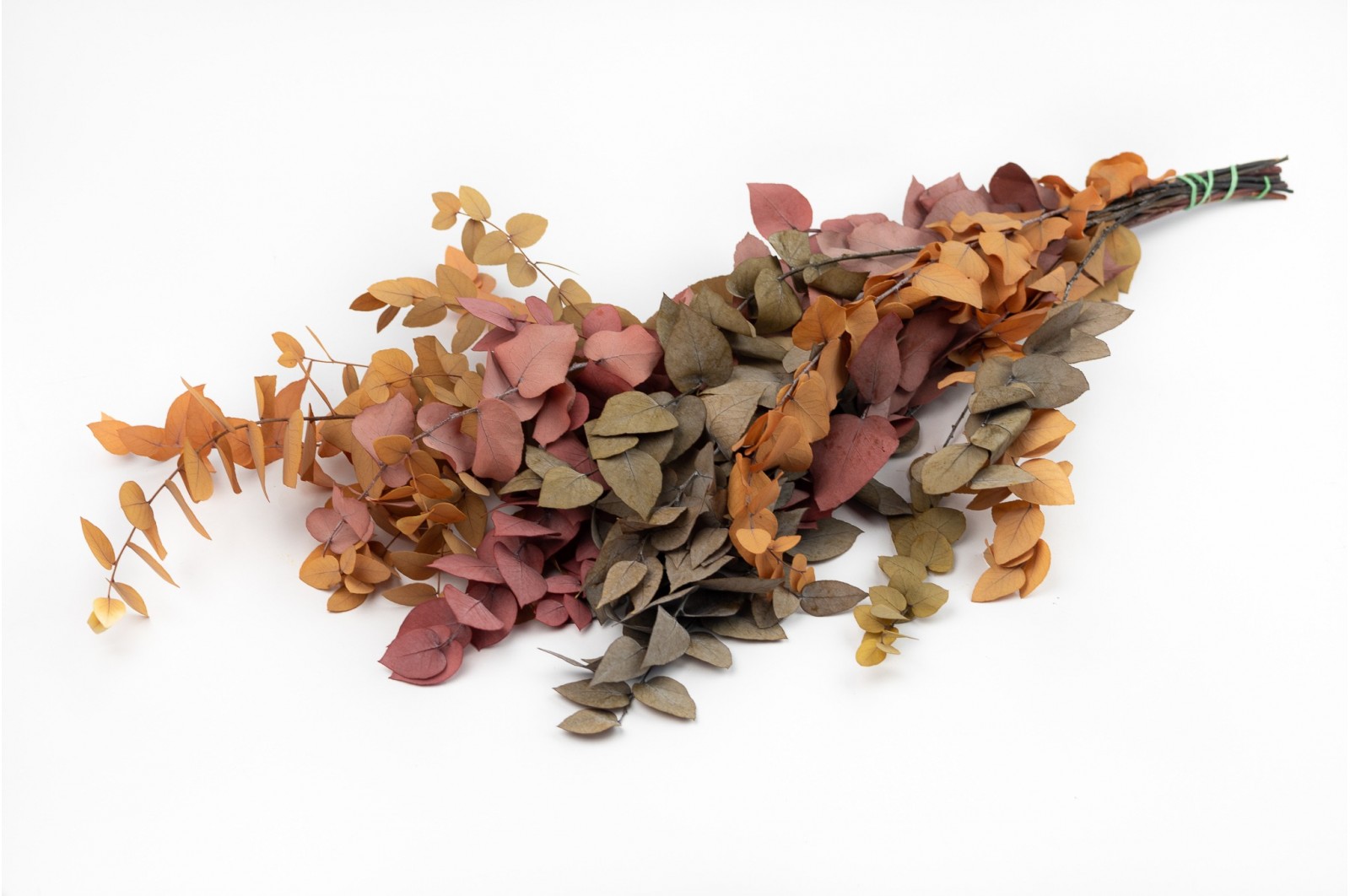 PHOCEALYS │Preserved Eucalyptus stuartiana│Sale to pros│Wholesaler
