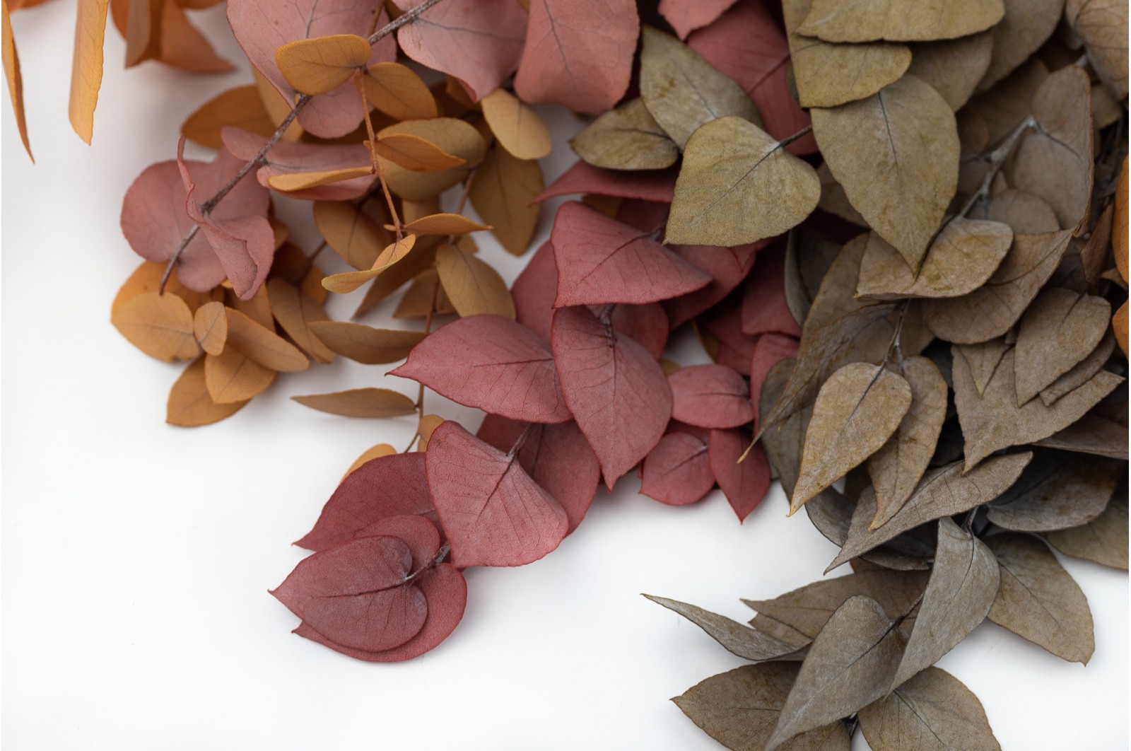 PHOCEALYS │Eucalyptus stuartiana stabilisé │vente aux pros│Grossiste