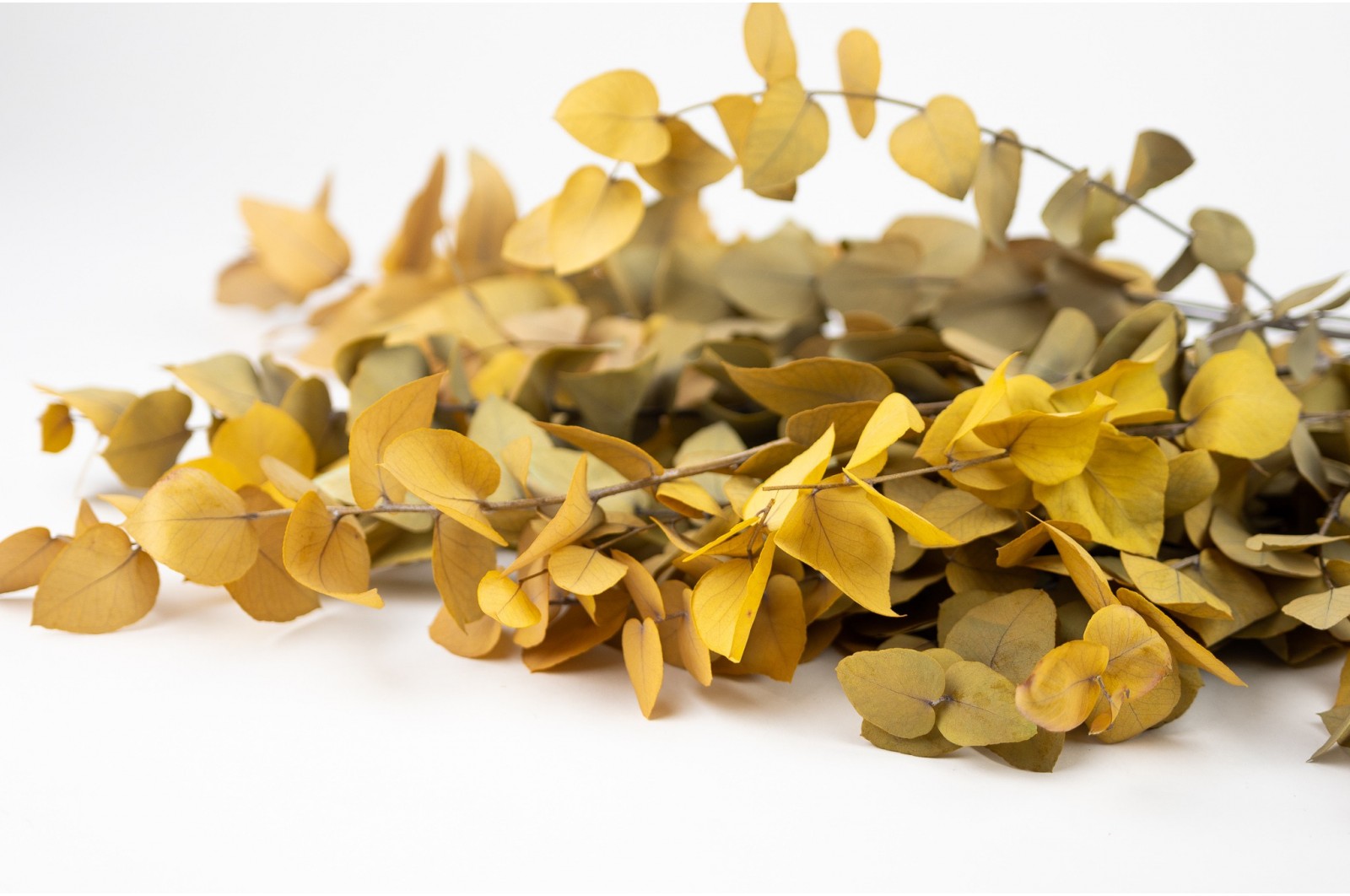 PHOCEALYS │Preserved Eucalyptus stuartiana│Sale to pros│Wholesaler