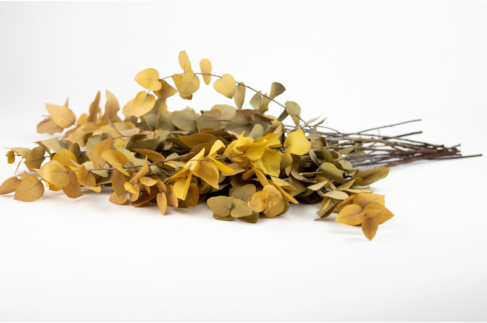 PHOCEALYS │Preserved Eucalyptus stuartiana│Sale to pros│Wholesaler