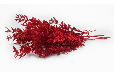 Preserved ruscus│Sale to professionals│Wholesaler of preserved plants