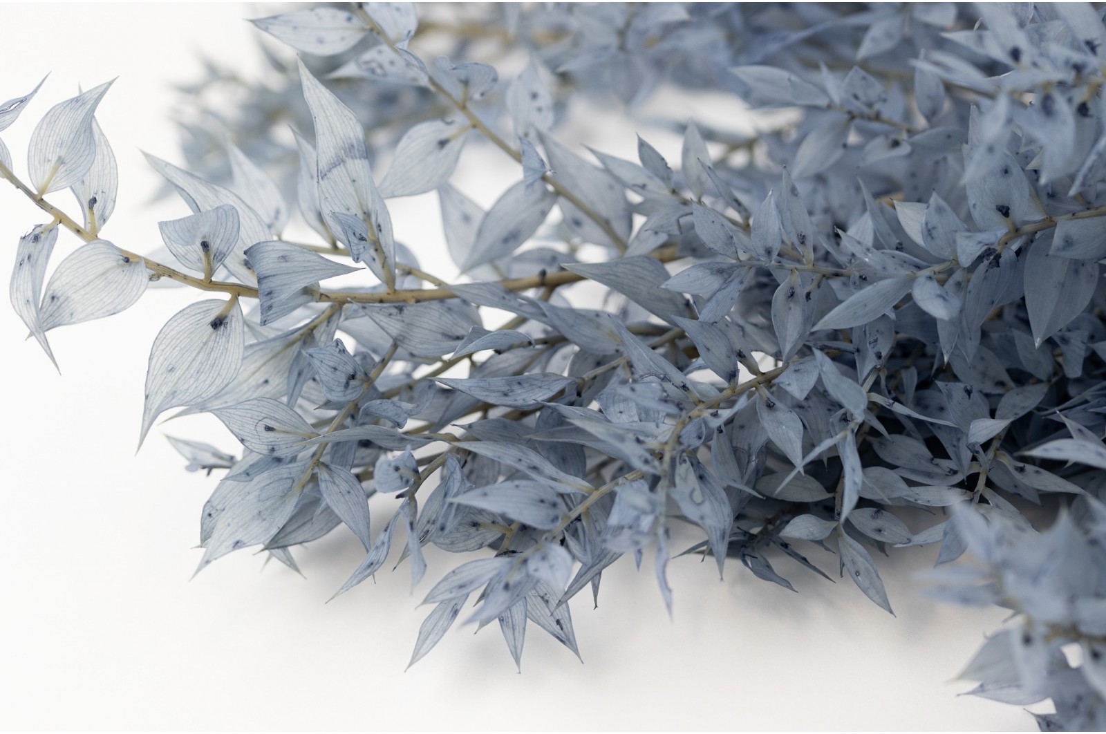 PHOCEALYS│ Preserved ruscus│Sale to professionals│Wholesaler