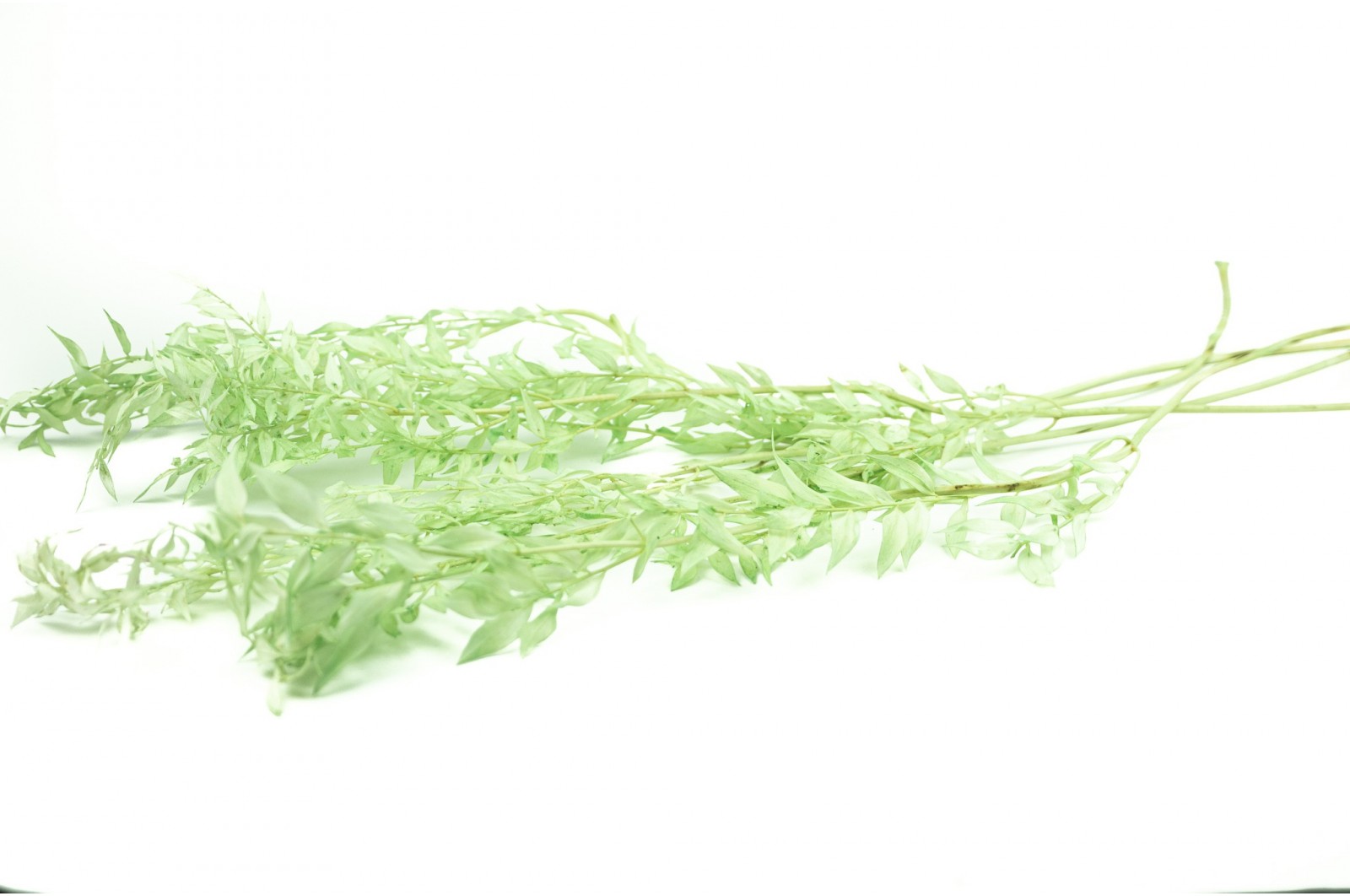 PHOCEALYS │Preserved ruscus │Sale to professionals│Wholesaler