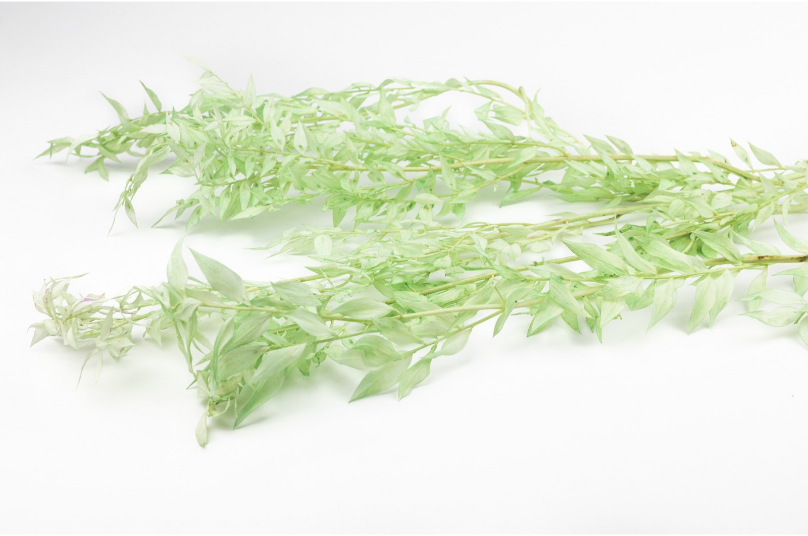 PHOCEALYS │Preserved ruscus │Sale to professionals│Wholesaler
