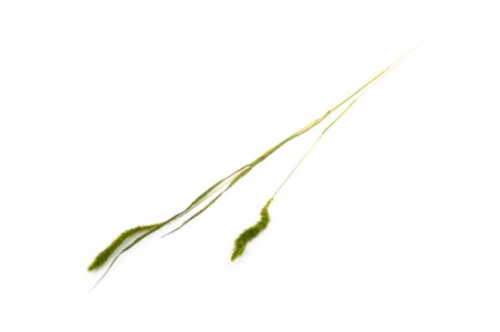 PHOCEALYS│Preserved setaria│Sale to pros│Wholesaler of preserved plants