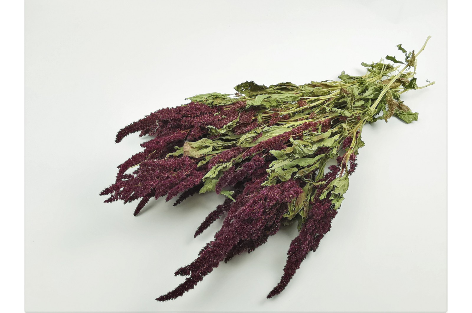PHOCEALYS│Dried amaranthus│Sale to professionals│Wholesaler