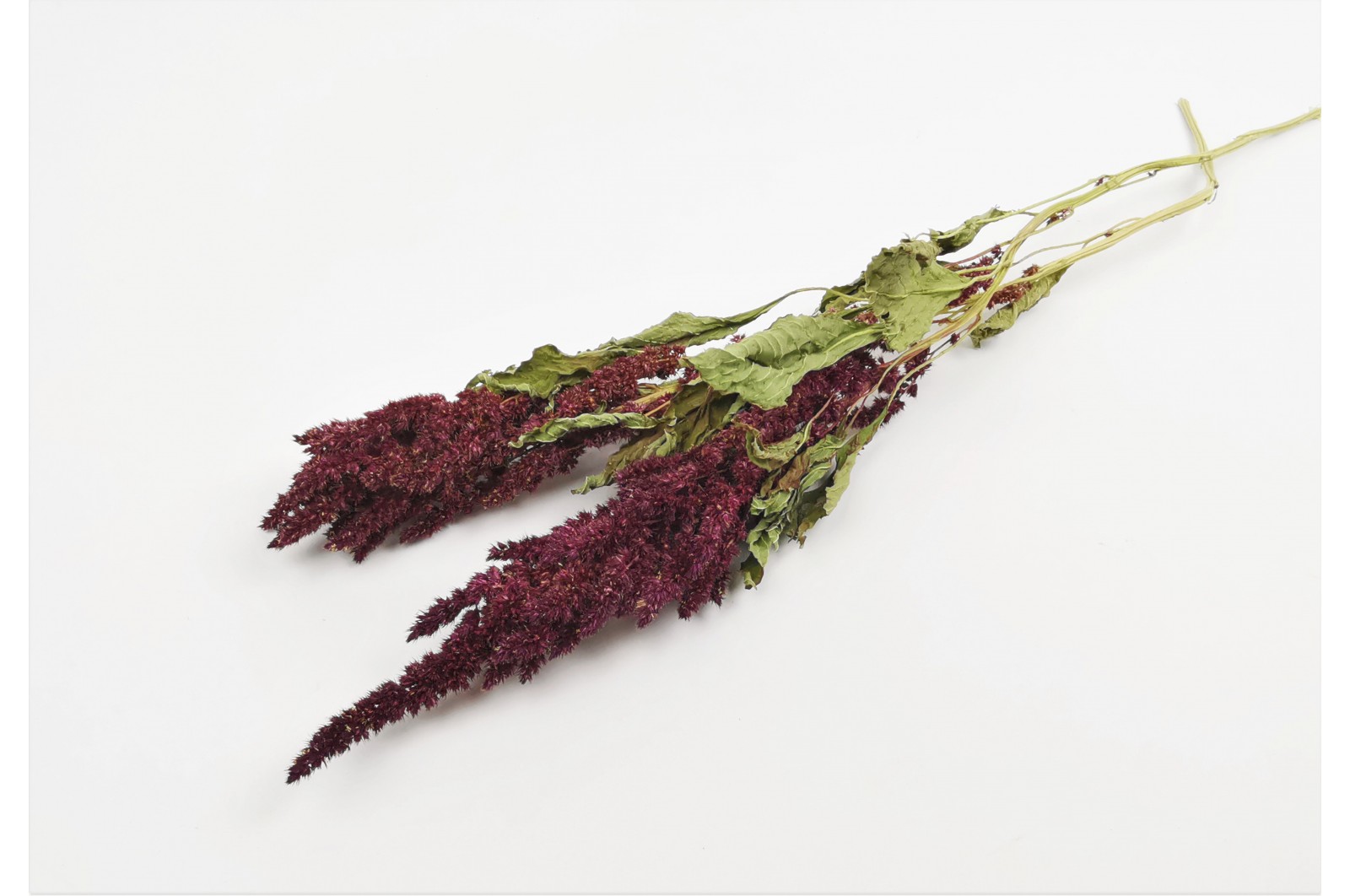 PHOCEALYS│Dried amaranthus│Sale to professionals│Wholesaler