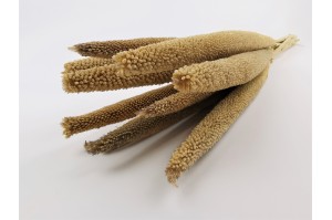 Dried flowers - Wholesaler - Wholesale / Online Purchase