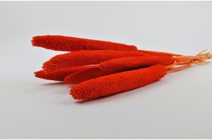 Dried flowers - Wholesaler - Wholesale / Online Purchase