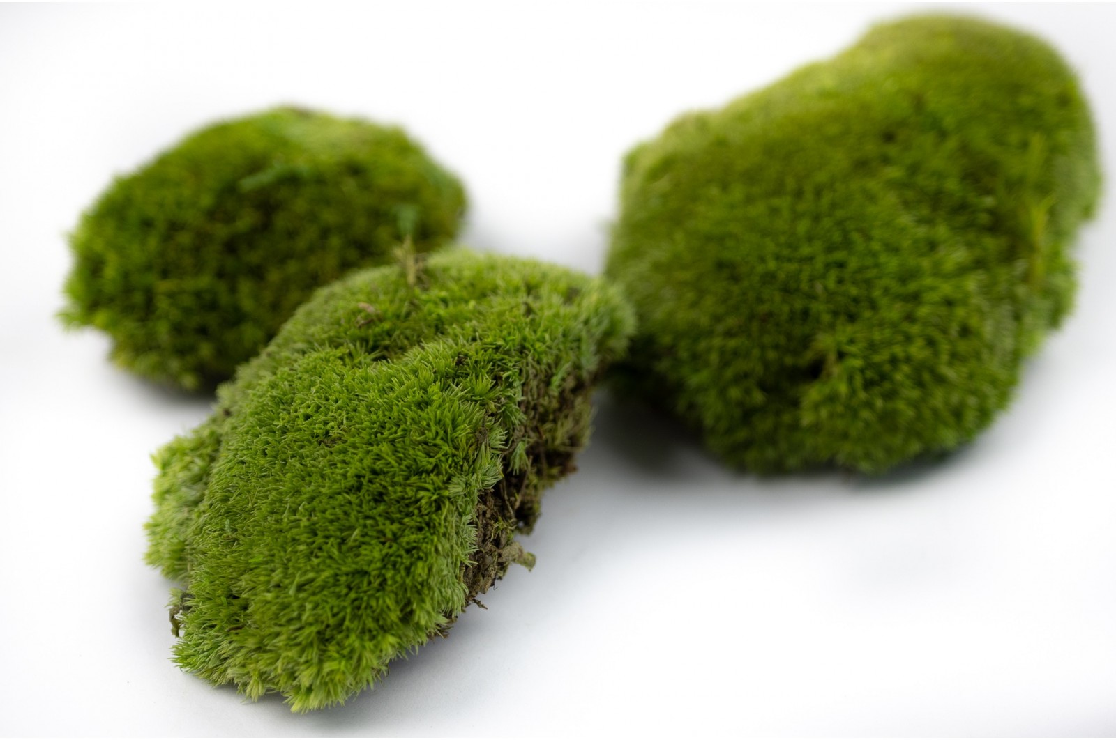 PHOCEALYS│Mousse boule stabilisée│vente aux pros│Grossiste en végétaux ...