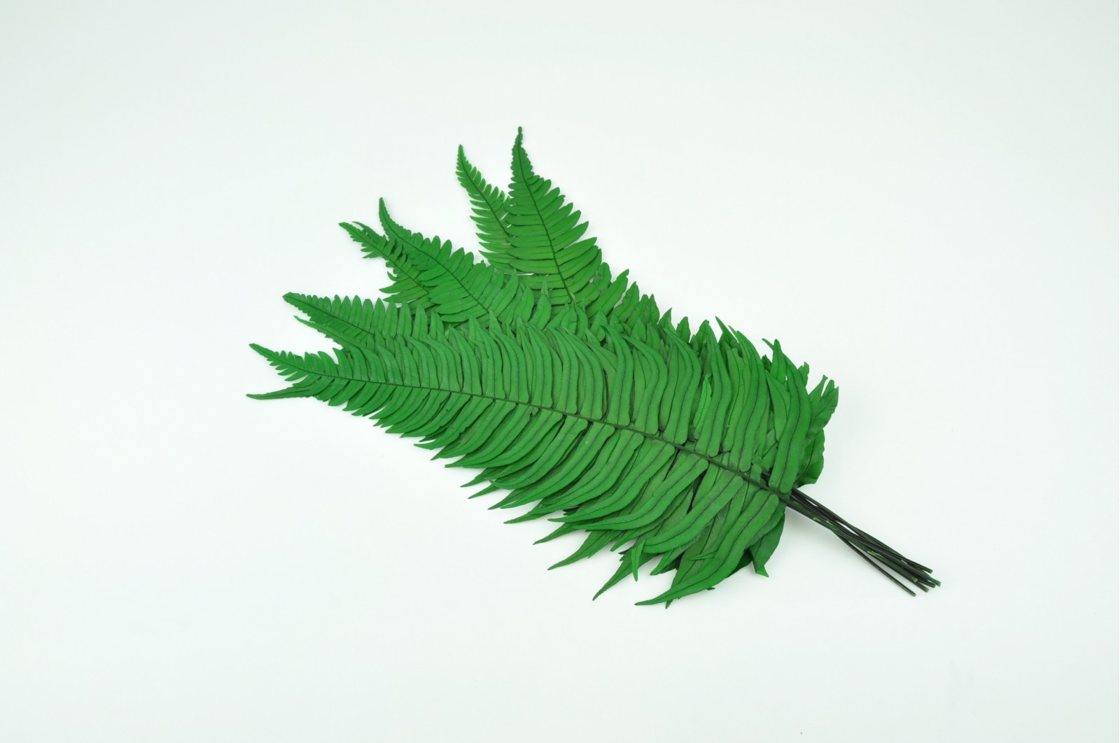 PHOCEALYS│Preserved Rock fern│Sale to pros│Wholesaler of preserved plants