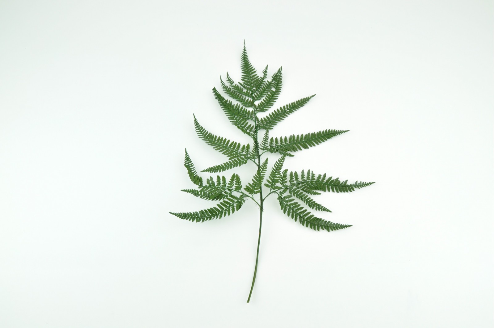 PHOCEALYS│Preserved Rumora fern│Sale to pros│Wholesaler