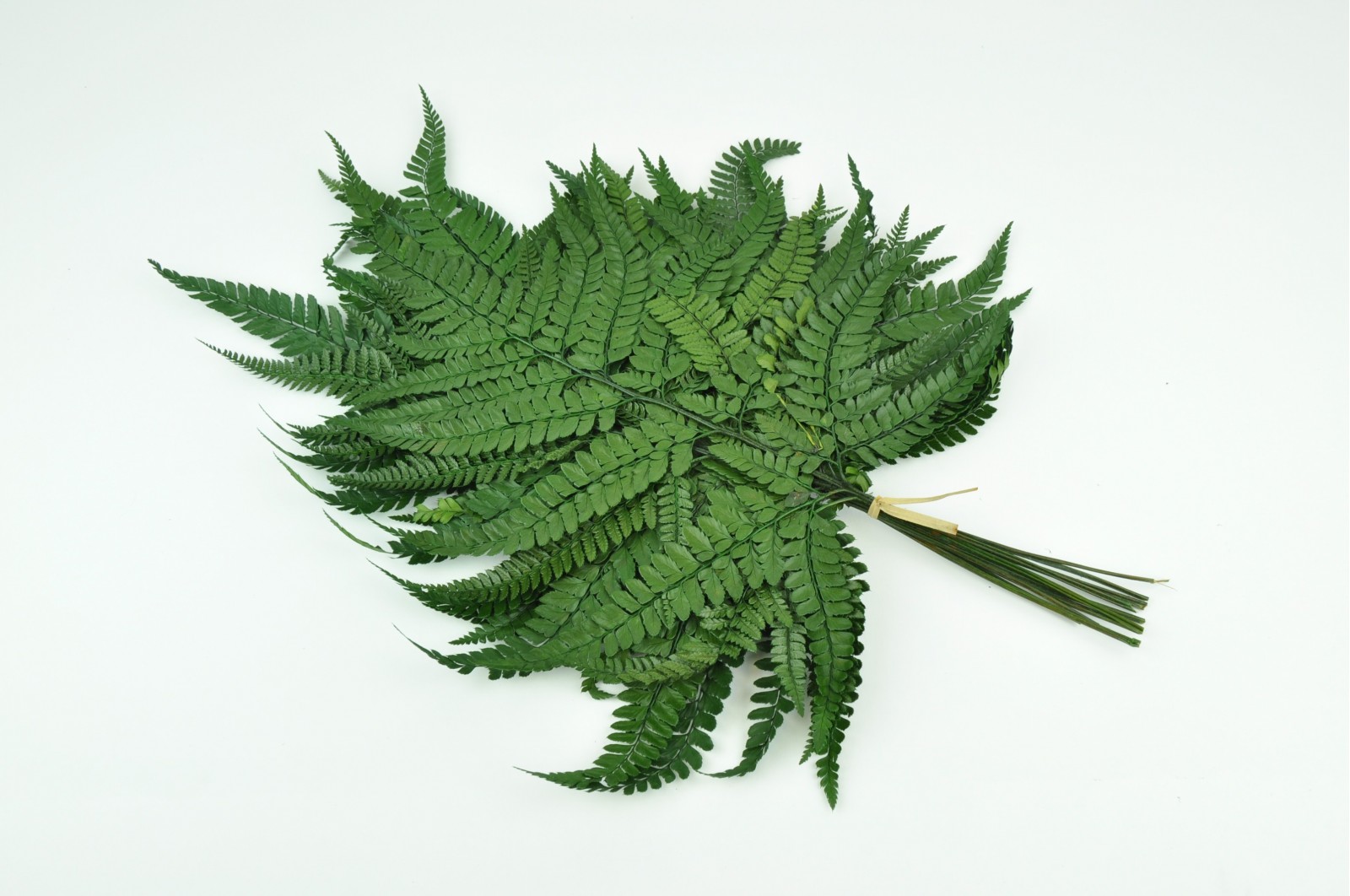 PHOCEALYS│Preserved Rumora fern│Sale to pros│Wholesaler