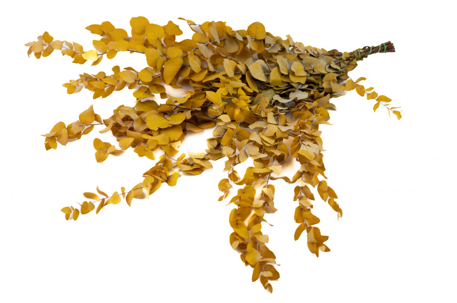 Preserved Eucalyptus stuartiana│Sale to pros│Wholesaler