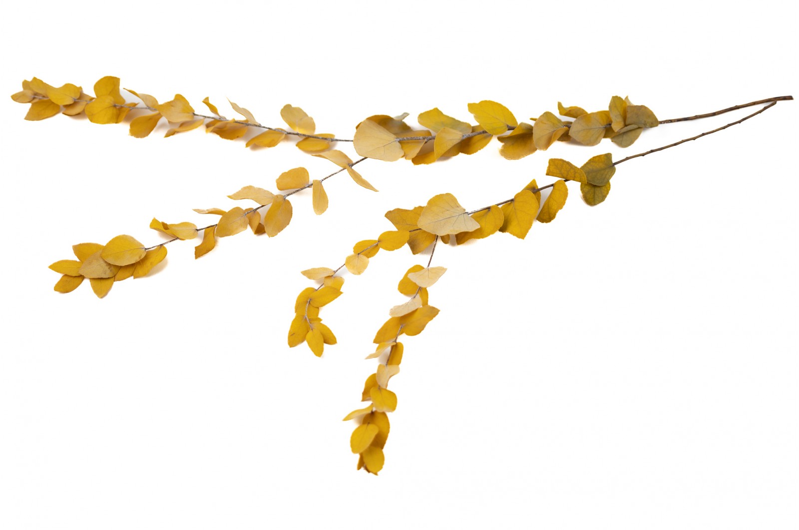 Preserved Eucalyptus stuartiana│Sale to pros│Wholesaler