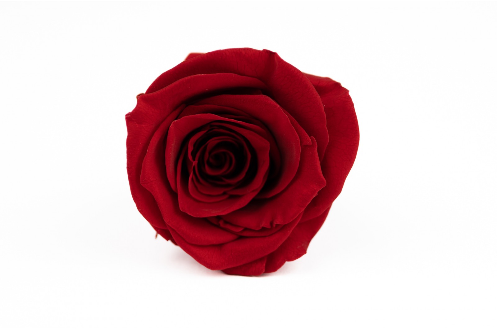 Roses stabilisées pour les professionnels de la décoratio