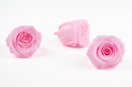 PHOCEALYS │Têtes de roses stabilisées │vente aux pros│Grossiste en ...