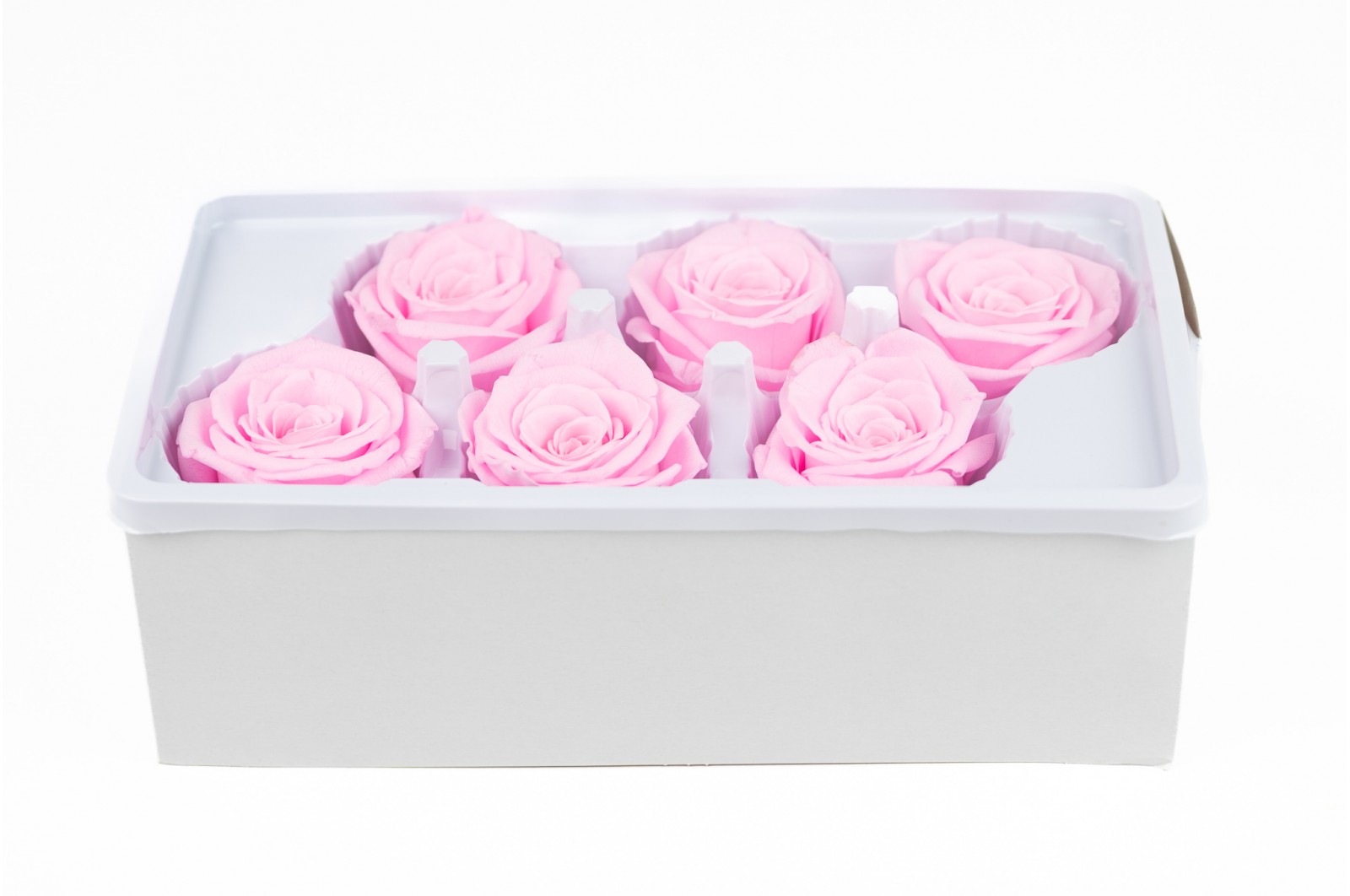 PHOCEALYS │Têtes de roses stabilisées │vente aux pros│Grossiste