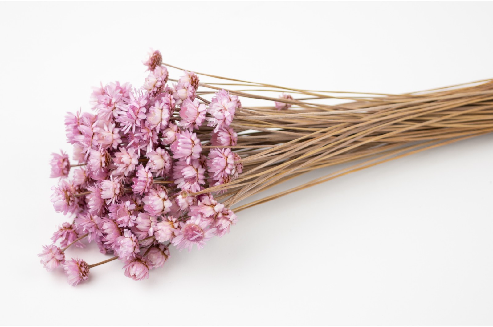 Glixia sèche géante│vente aux pros│Grossiste en fleurs séchées