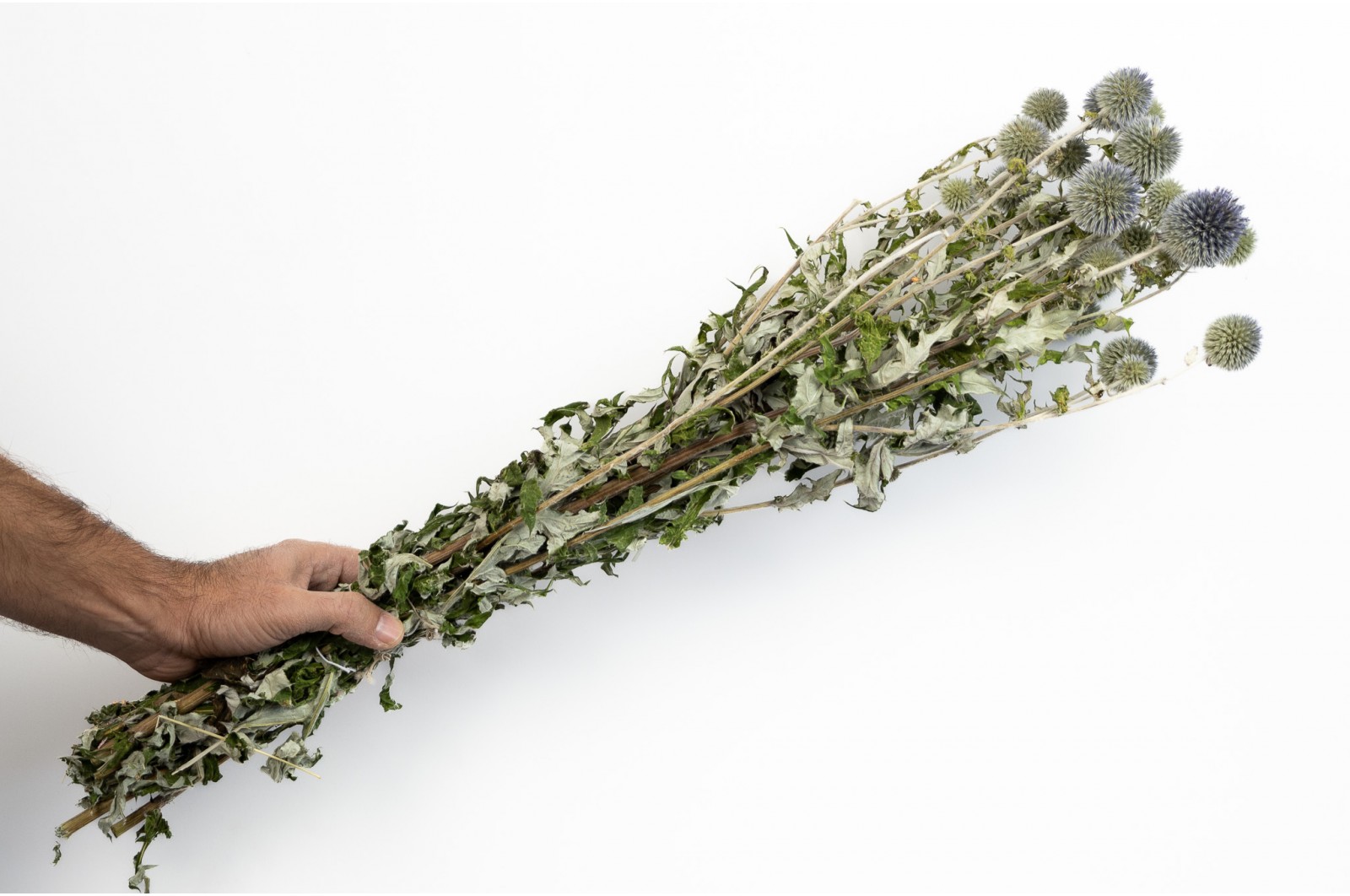 PHOCEALYS│Getrocknete Distel│Verkauf an Gewerbetreibende│Großhändler