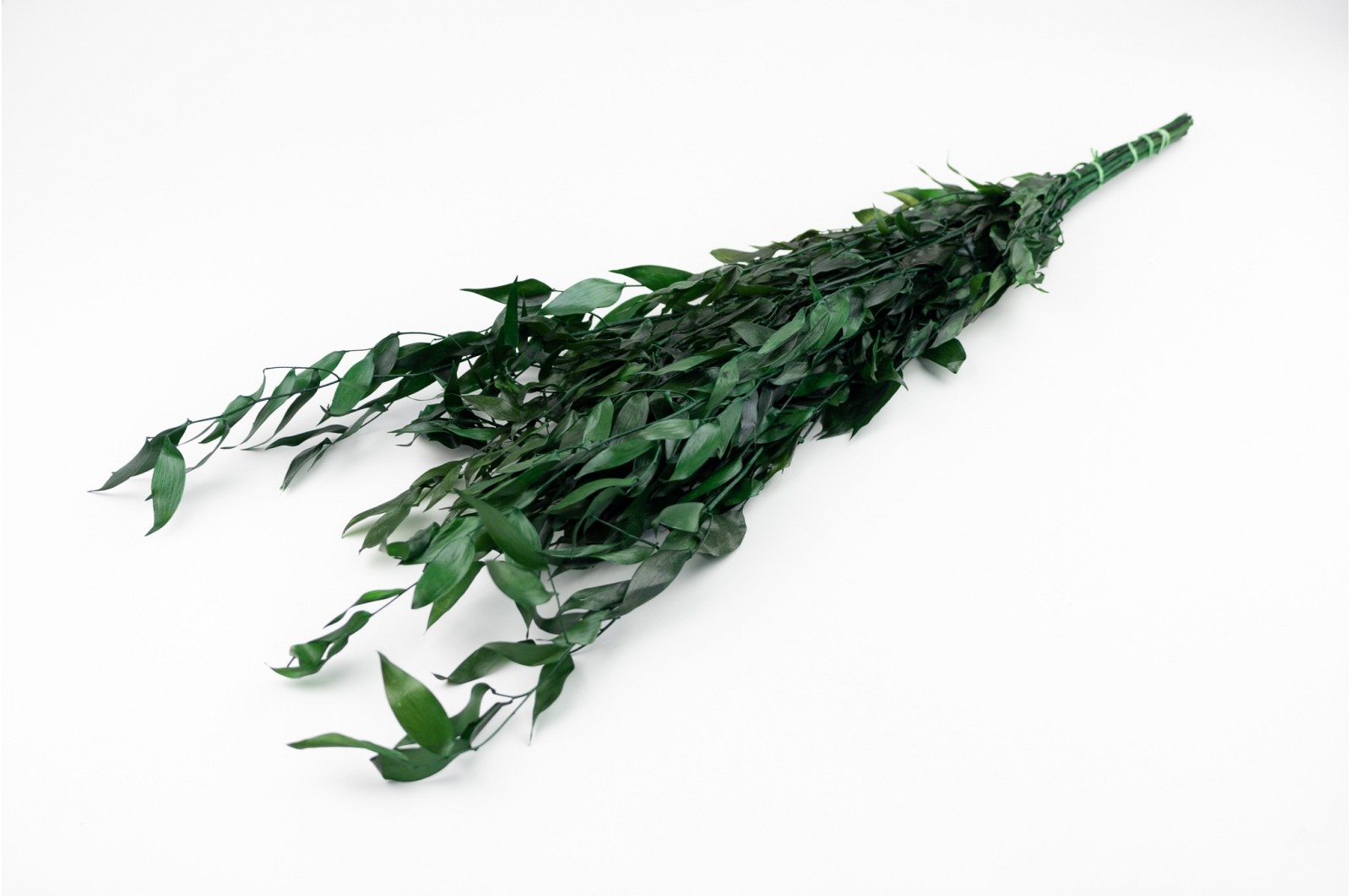 PHOCEALYS│Preserved ruscus│Sale to professionals│Wholesaler