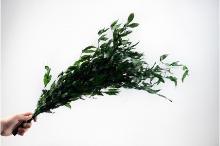 PHOCEALYS│Preserved ruscus│Sale to professionals│Wholesaler