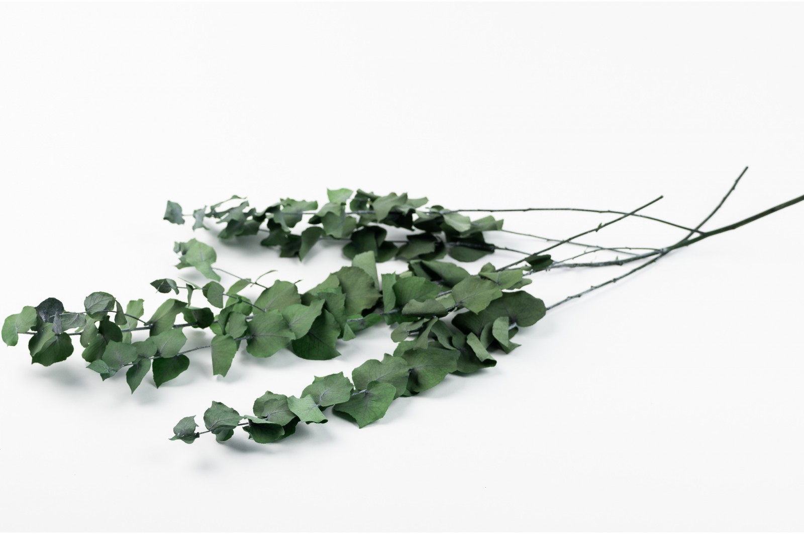 PHOCEALYS │Preserved Eucalyptus stuartiana│Sale to pros│Wholesaler