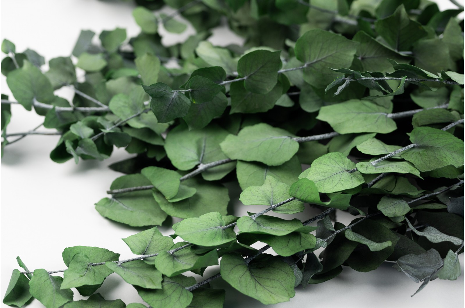 PHOCEALYS │Preserved Eucalyptus stuartiana│Sale to pros│Wholesaler of ...