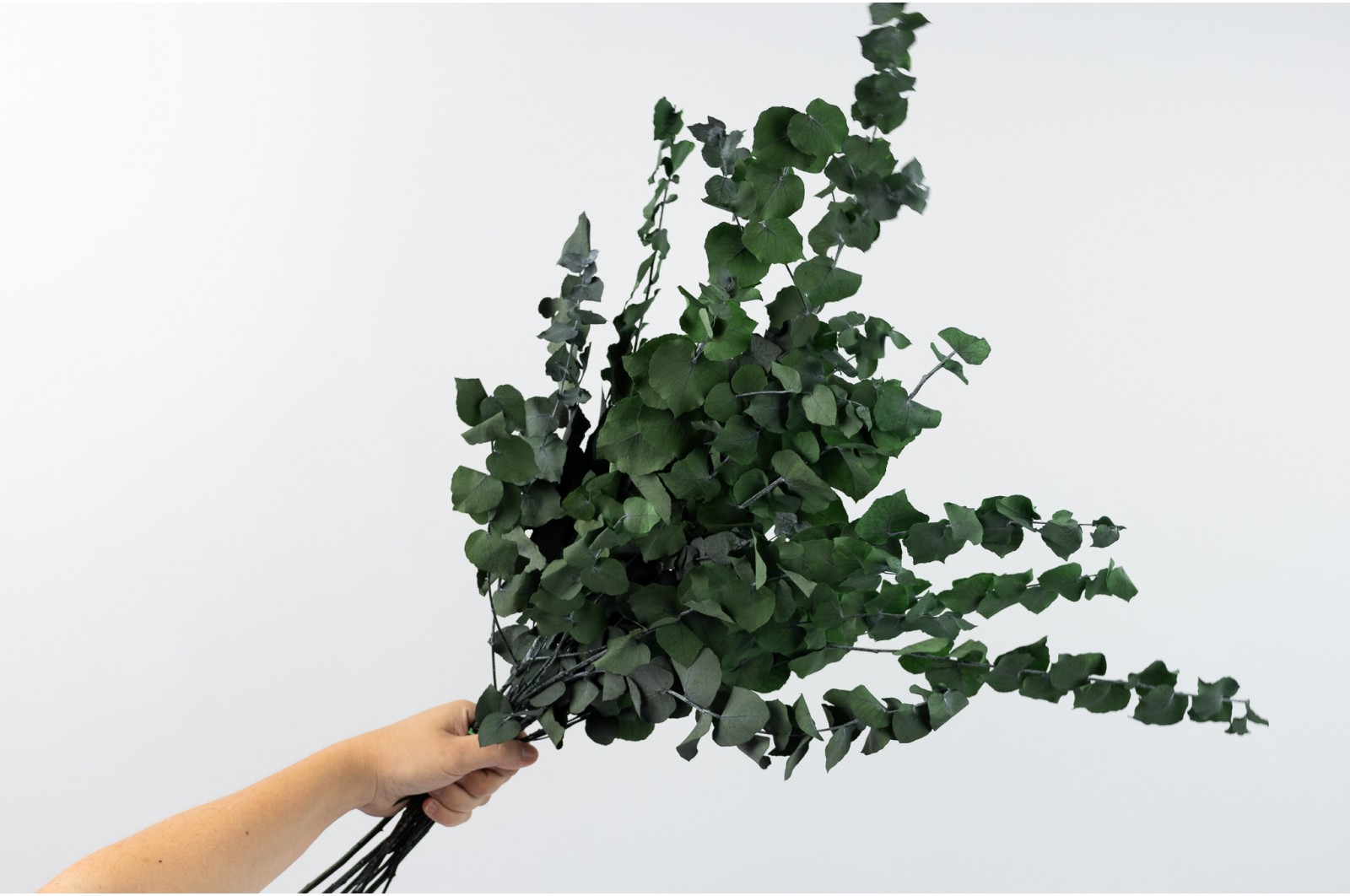 PHOCEALYS │Preserved Eucalyptus stuartiana│Sale to pros│Wholesaler