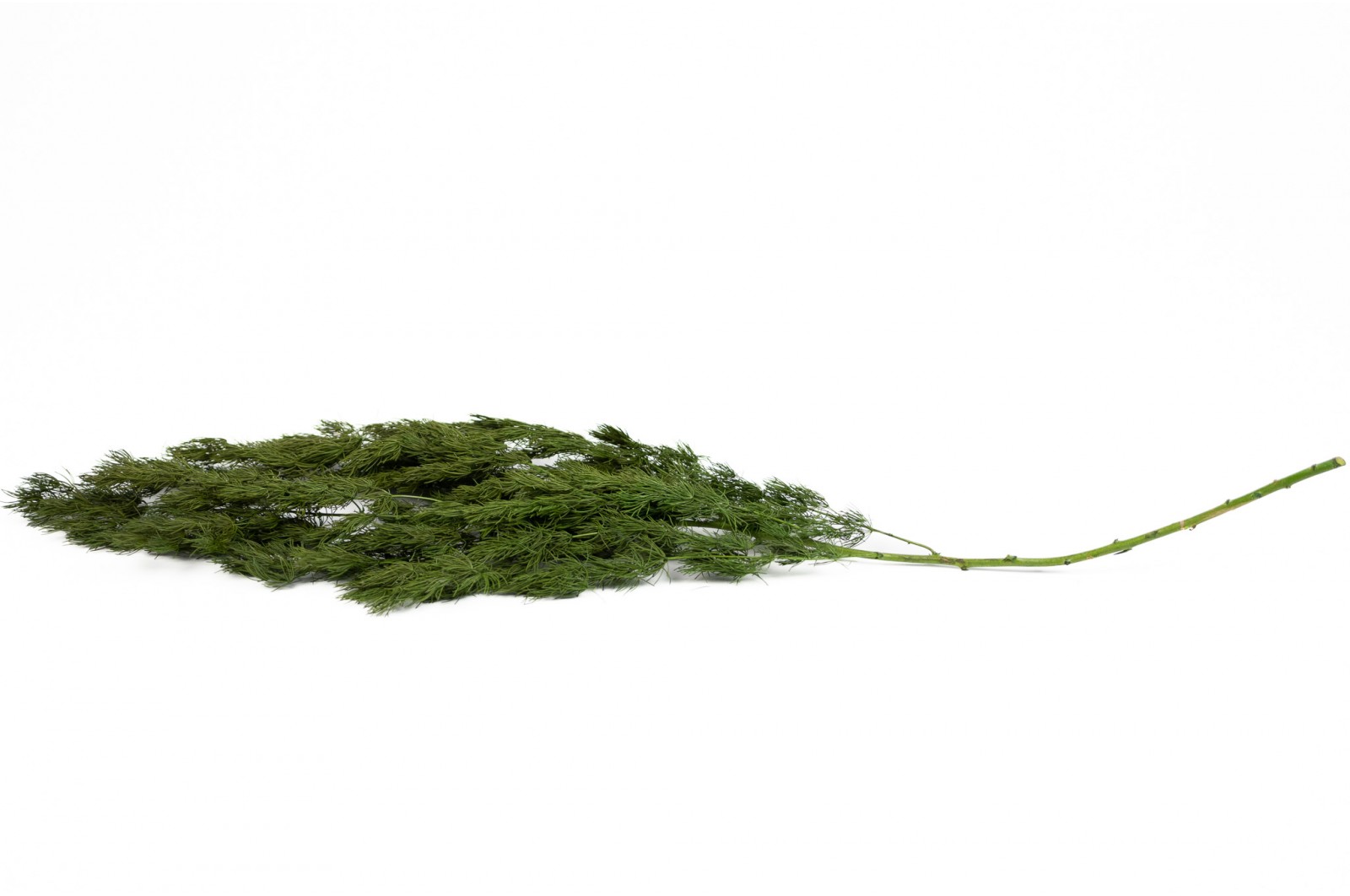 Preserved ming fern│Sale to pros│Wholesaler of preserved plants