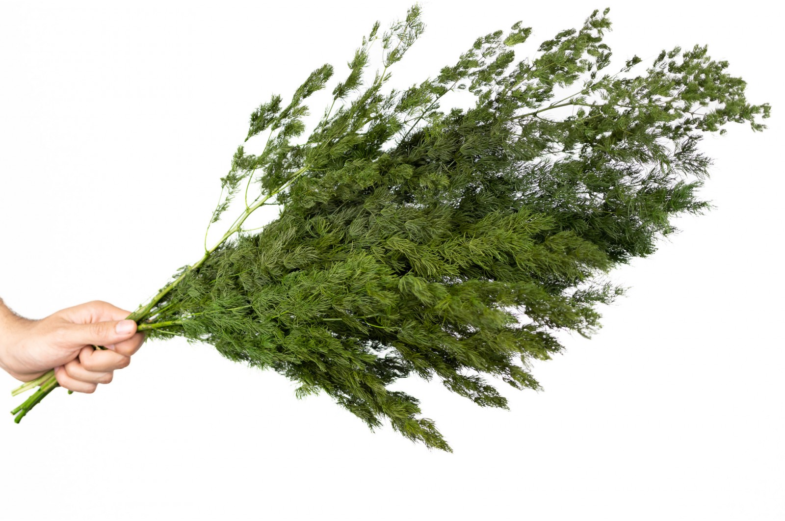 Preserved ming fern│Sale to pros│Wholesaler of preserved plants