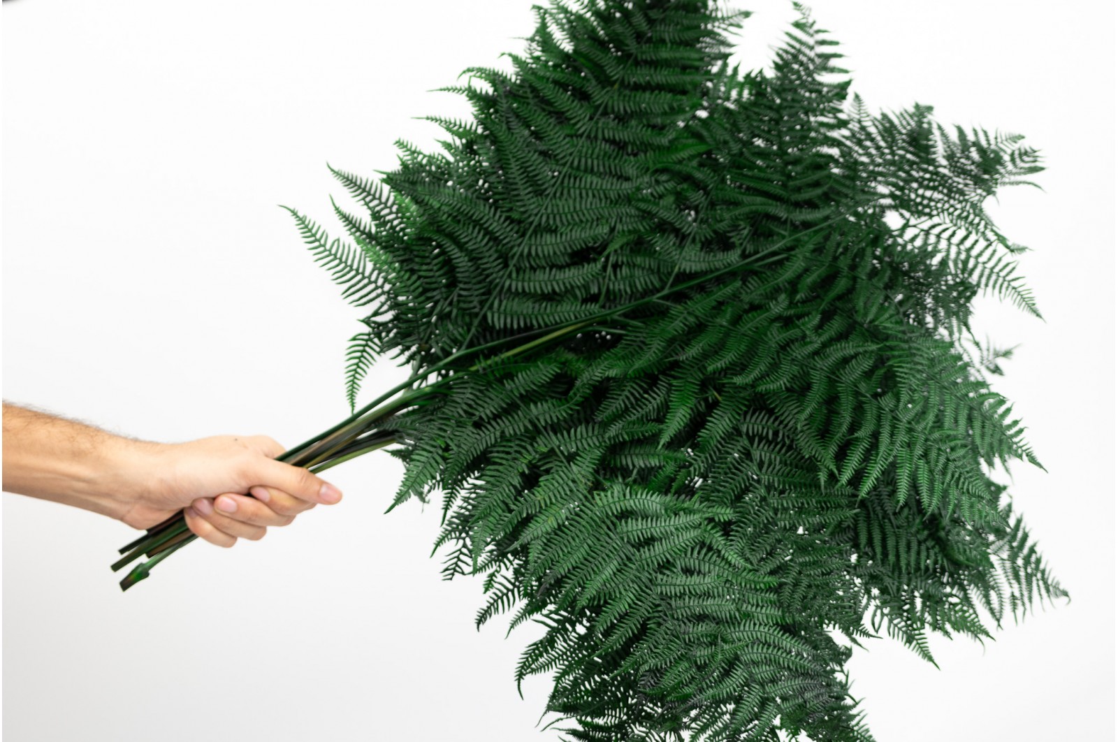 Preserved brake fern│Sale to pros│Wholesaler of preserved plants