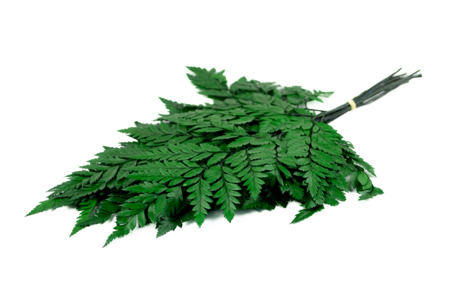Preserved Rumora fern│Sale to pros│Wholesaler of preserved plants