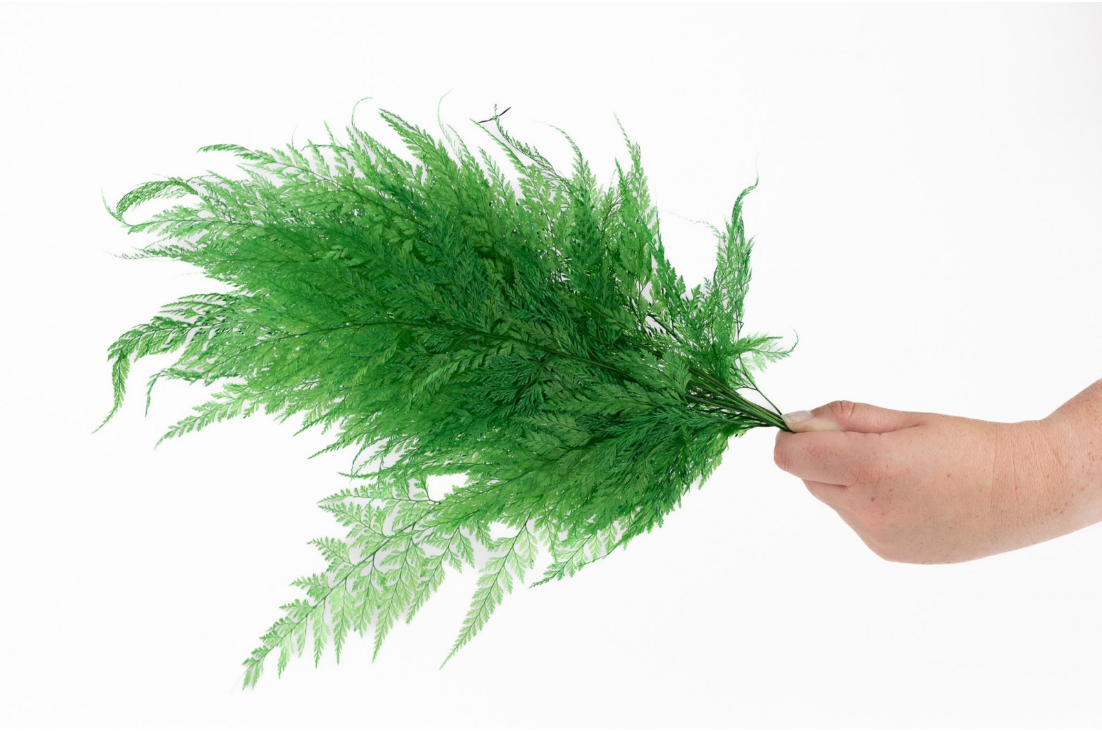 Preserved davalia fern│Sale to pros│Wholesaler of preserved plants