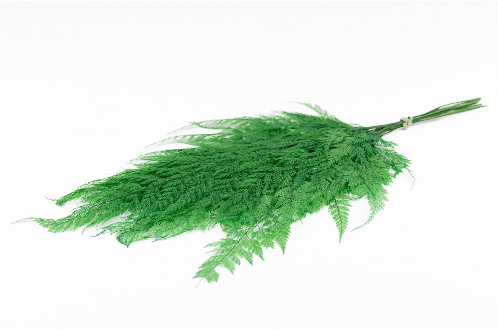 Preserved davalia fern│Sale to pros│Wholesaler of preserved plants