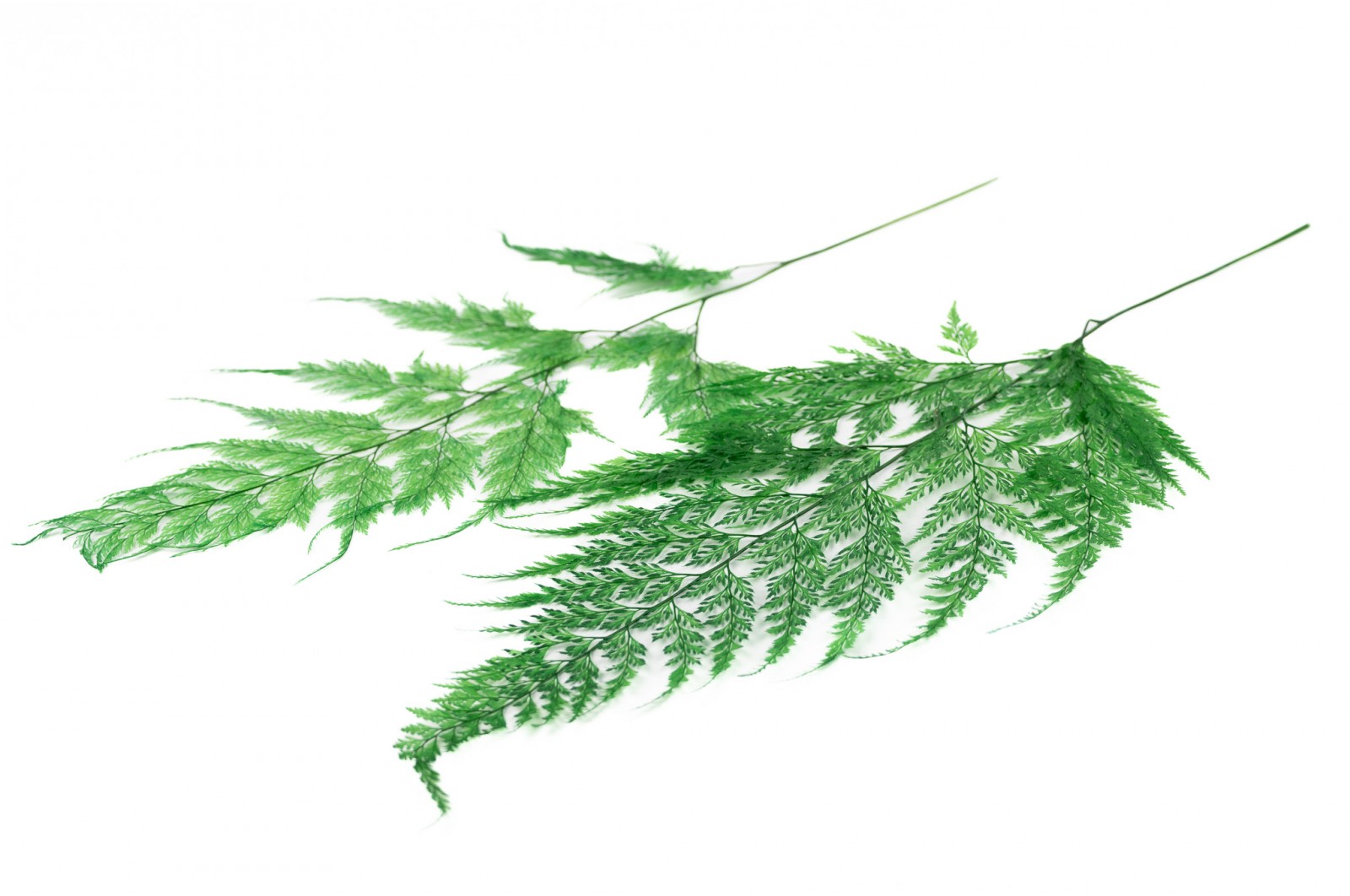 Preserved davalia fern│Sale to pros│Wholesaler of preserved plants