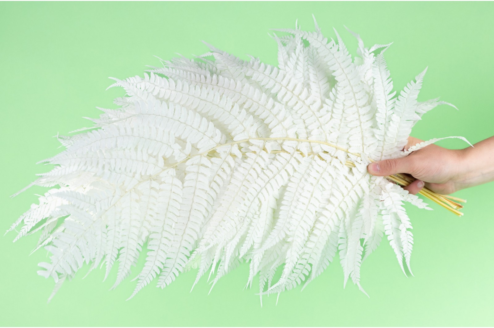 Preserved cinnamon fern│Sale to pros│Wholesaler of preserved plants