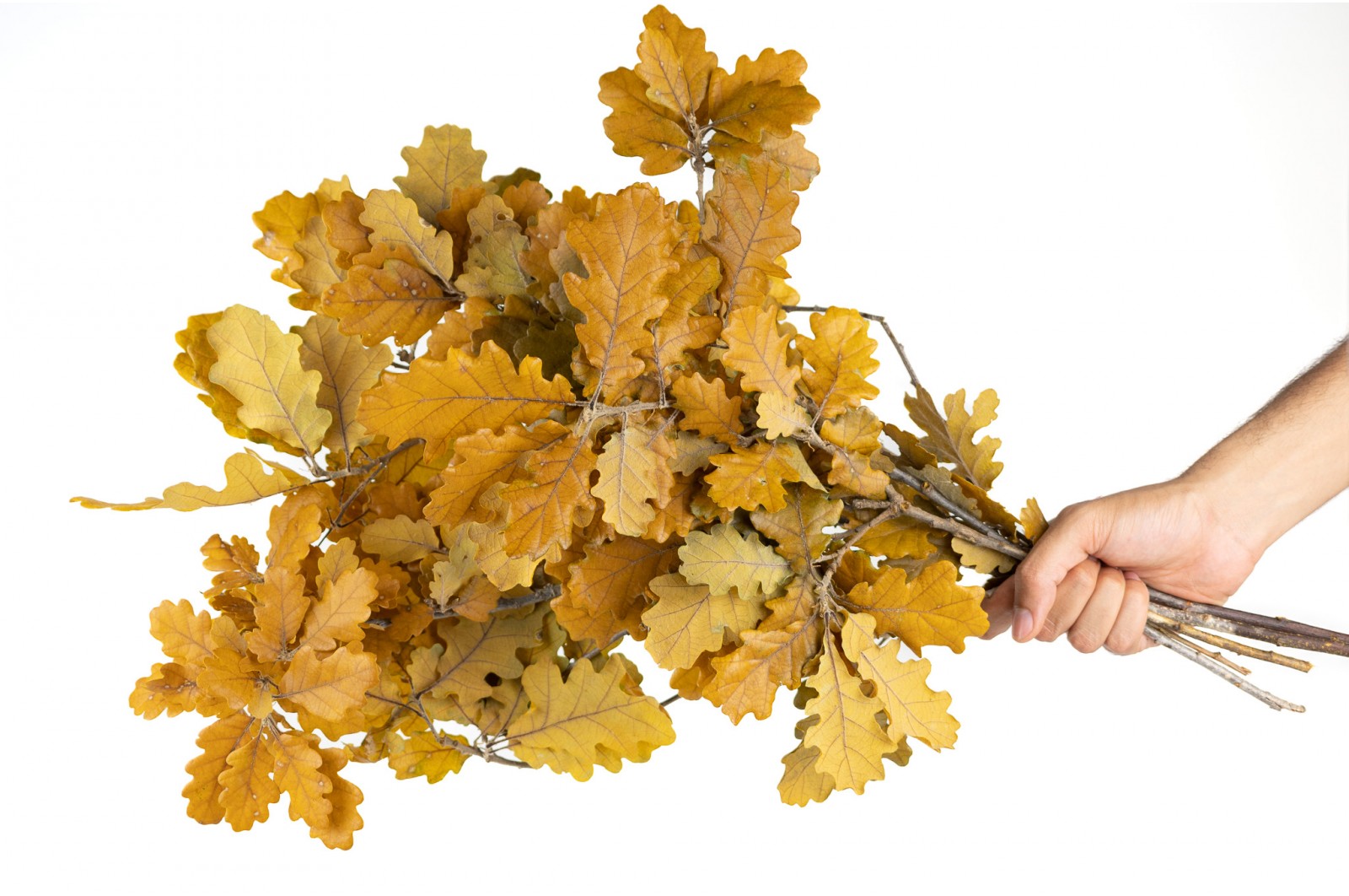 PHOCEALYS│Preserved Oak│Sale to pros│Wholesaler of preserved plants