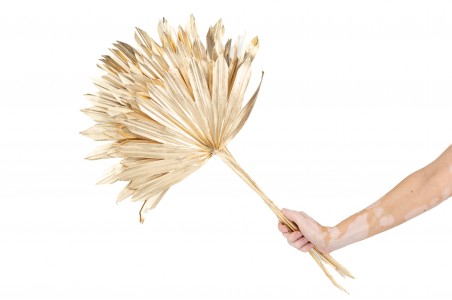 PHOCEALYS │Dried palm sun │Sale to professionals│Wholesaler of dried ...