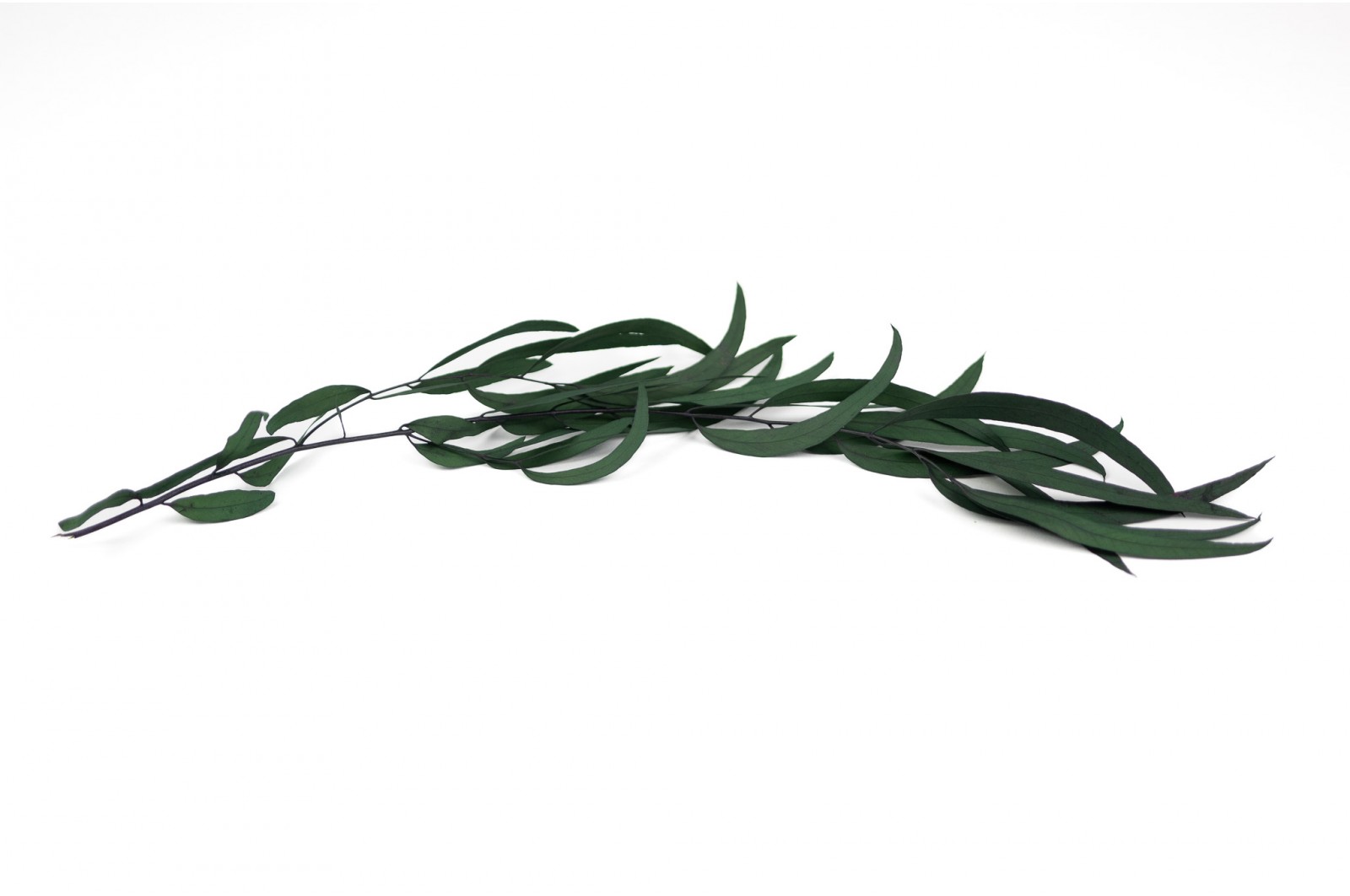 PHOCEALYS │Preserved Eucalyptus nicoly │Sale to pros│Wholesaler PHOCEALYS │Preserved Eucalyptus nicoly │Sale to pros│Wholesaler