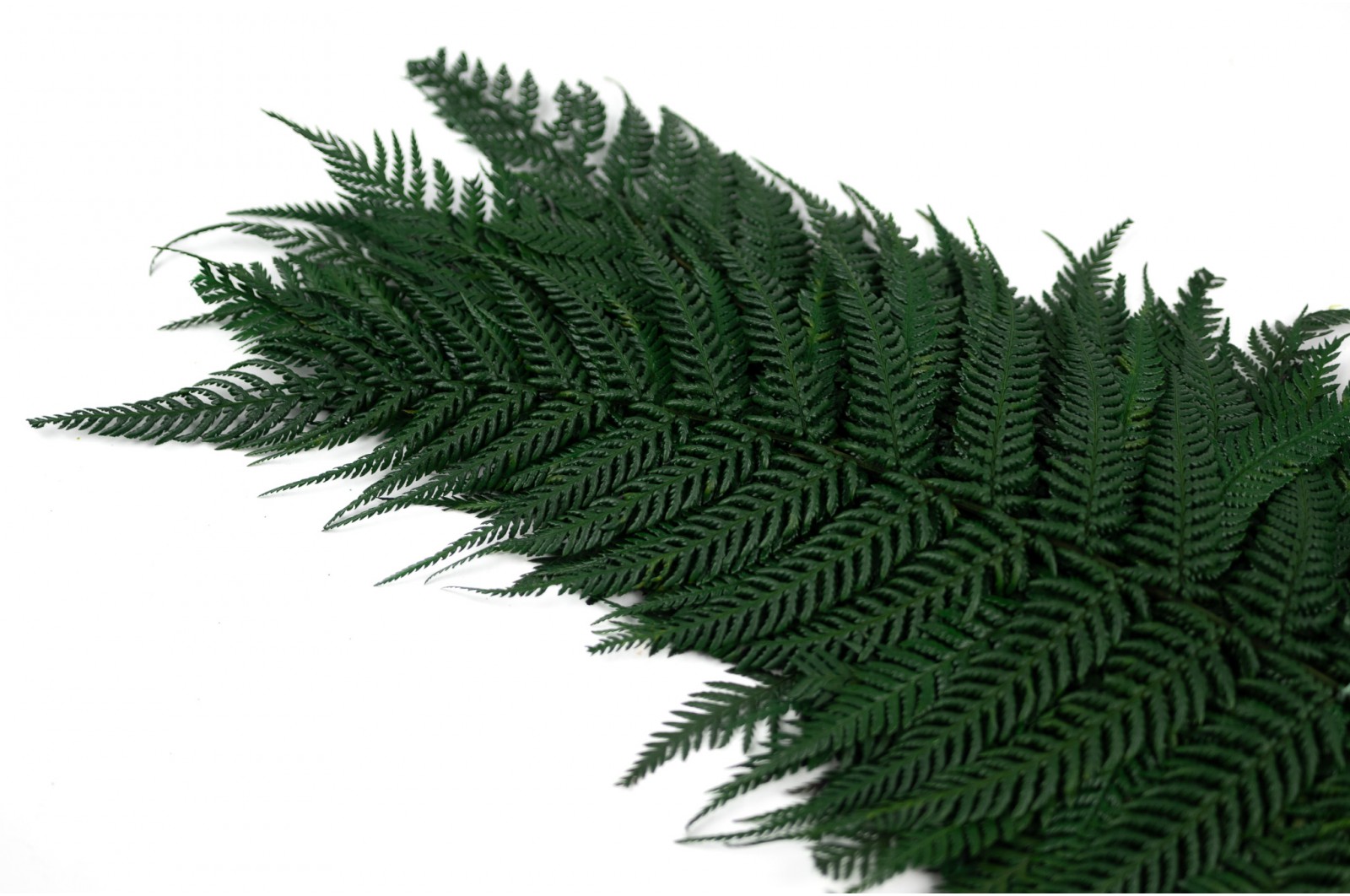 Preserved brake fern│Sale to pros│Wholesaler of preserved plants