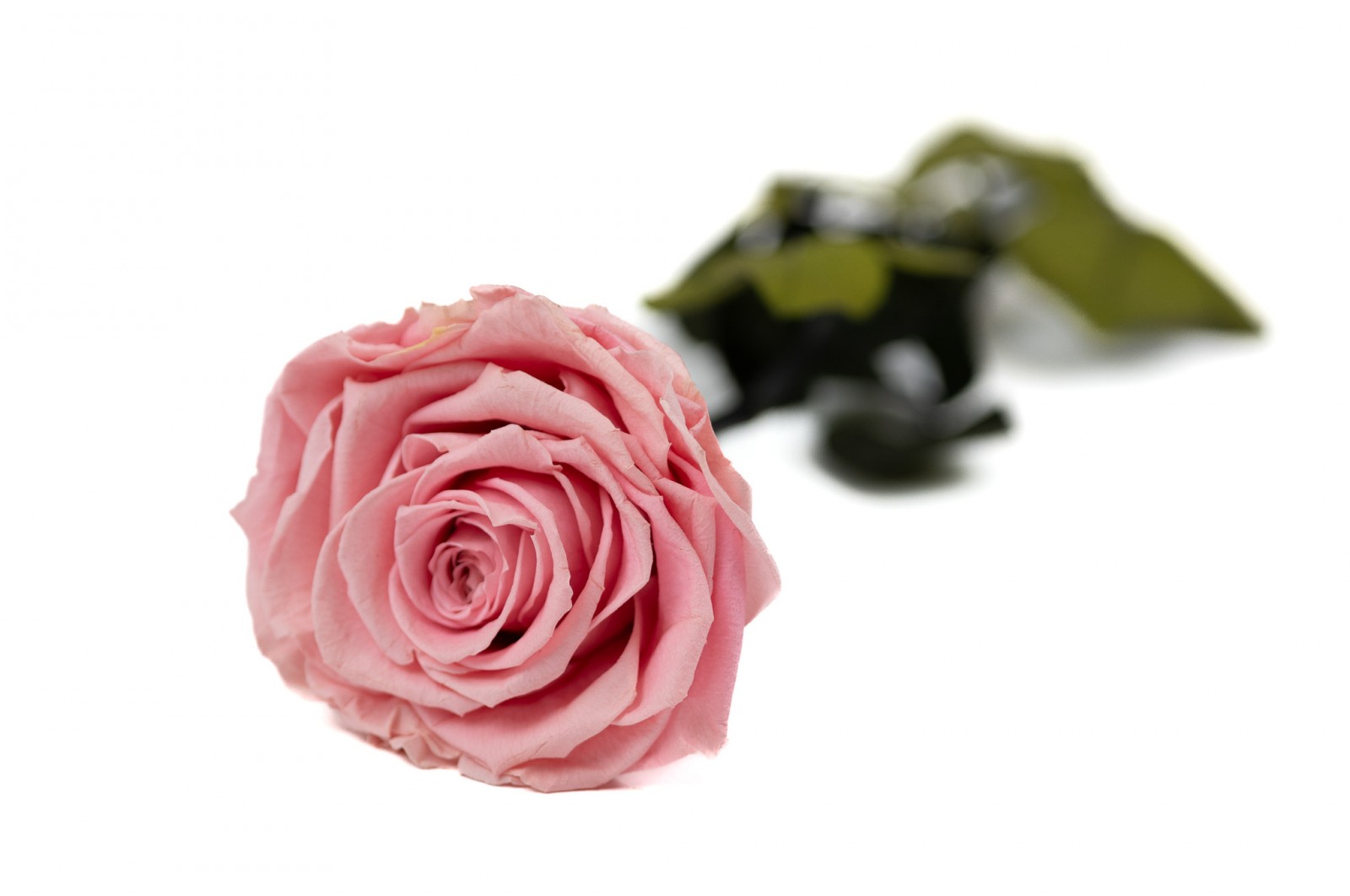 Roses stabilisées pour les professionnels de la décoratio