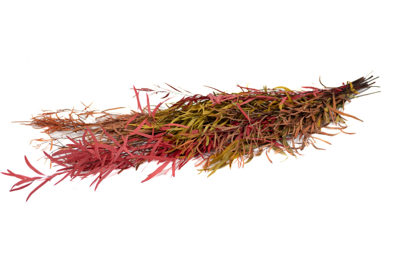 PHOCEALYS │Preserved Eucalyptus nicoly │Sale to pros│Wholesaler PHOCEALYS │Preserved Eucalyptus nicoly │Sale to pros│Wholesaler